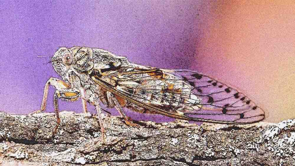 Cicada vera, la Cigale de Provence ou l'insecte béni des dieux