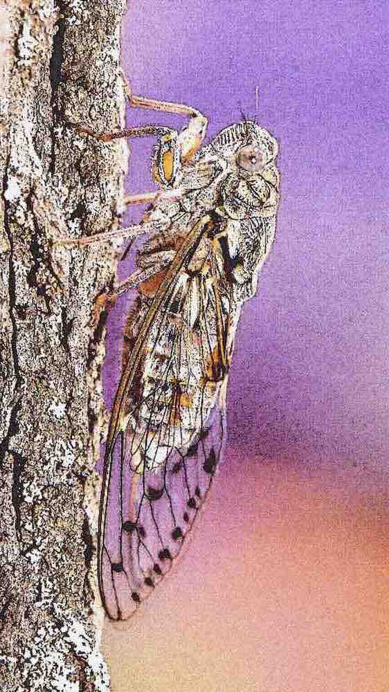Cicada vera, la Cigale de Provence ou l'insecte béni des dieux